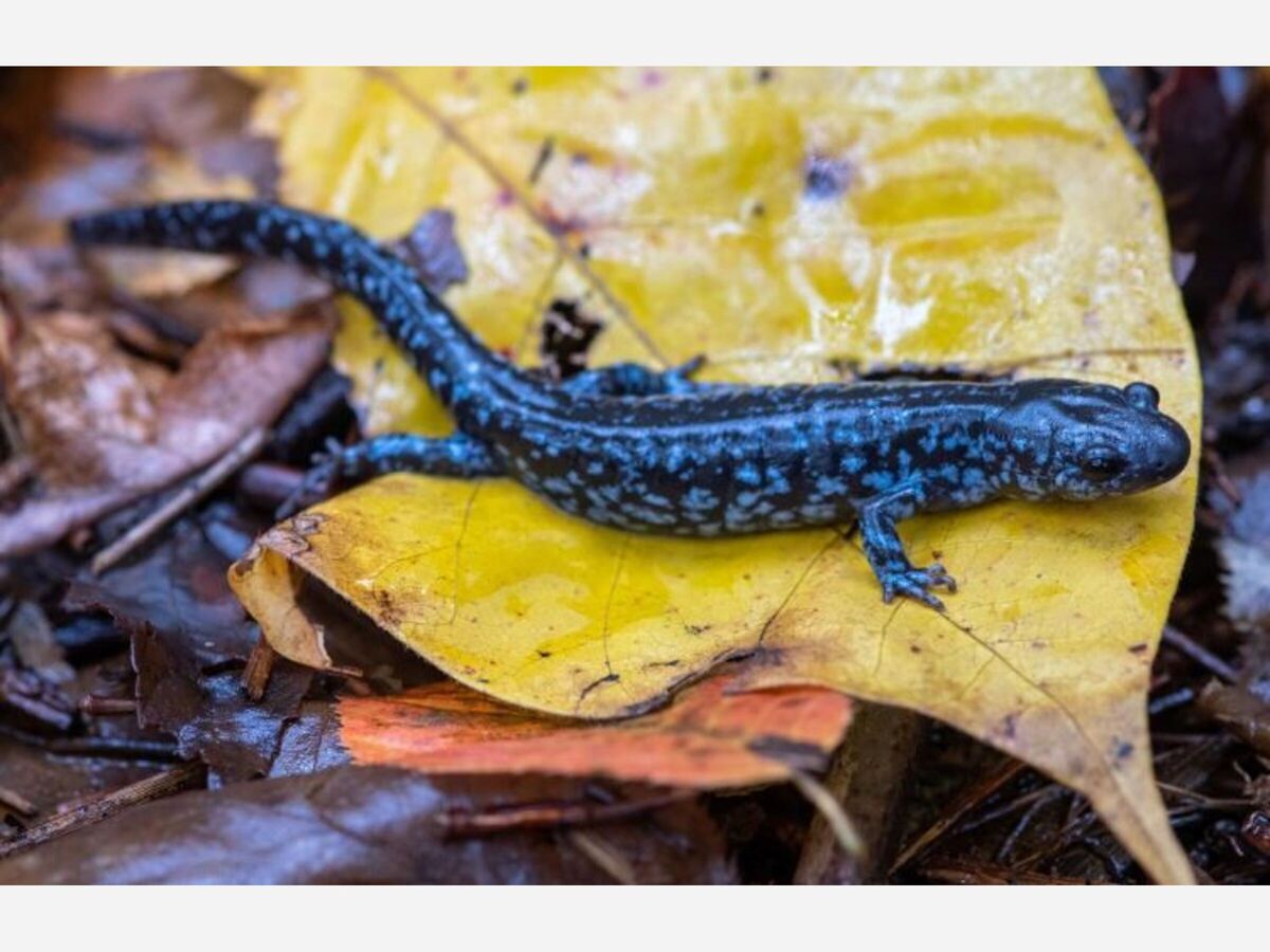 Blue Spotted Salamander Wisconsin