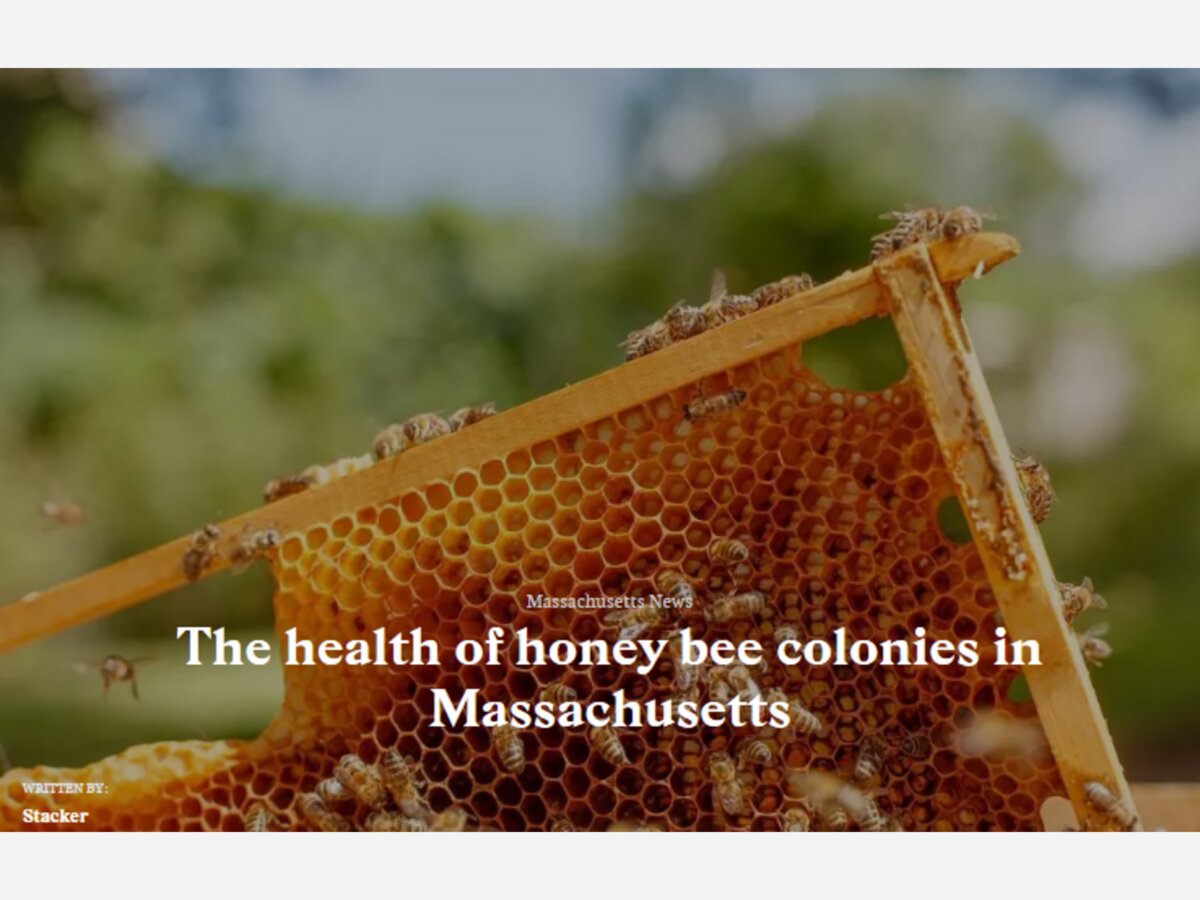 Mass. Honey Bees See Some Recovery | Franklin Observer
