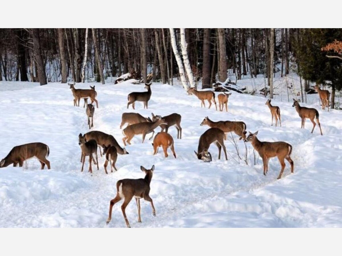 Region's Farmers Hope to Rein Deer | Franklin Observer