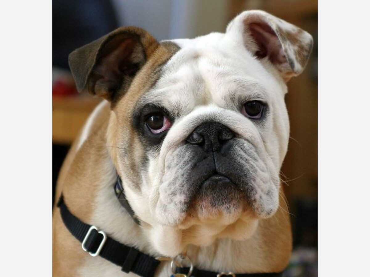 Bow WOW! MA Dogs Bit Letter Carriers 116 Times In 2023 | Franklin Observer