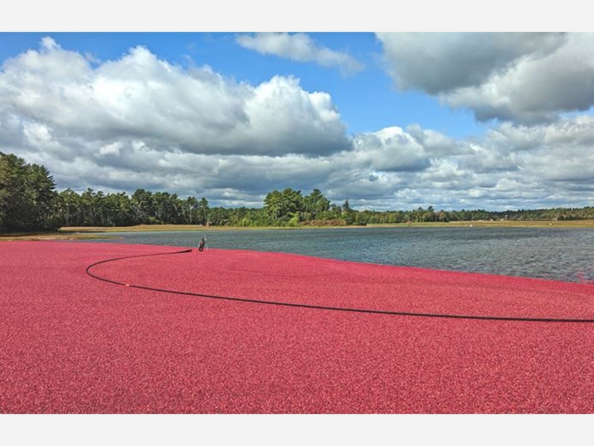 Why Worry, A Solid Cranberry Cropped Expected in MA | Franklin Observer